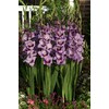 20 Count Gladiolus Passos Bulbs at Lowes.com
