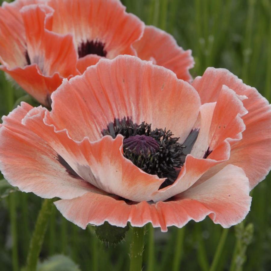 Van Zyverden 3 Count Poppies Bulbs at Lowes.com