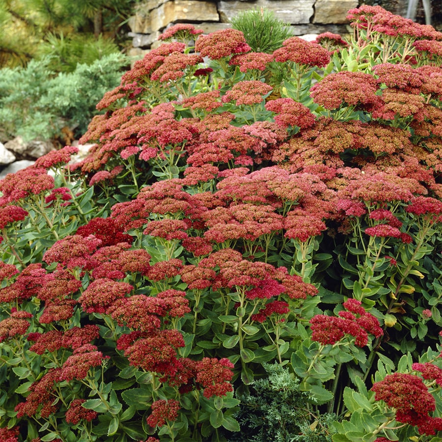 3 Count Garden succulent Bulbs at Lowes.com