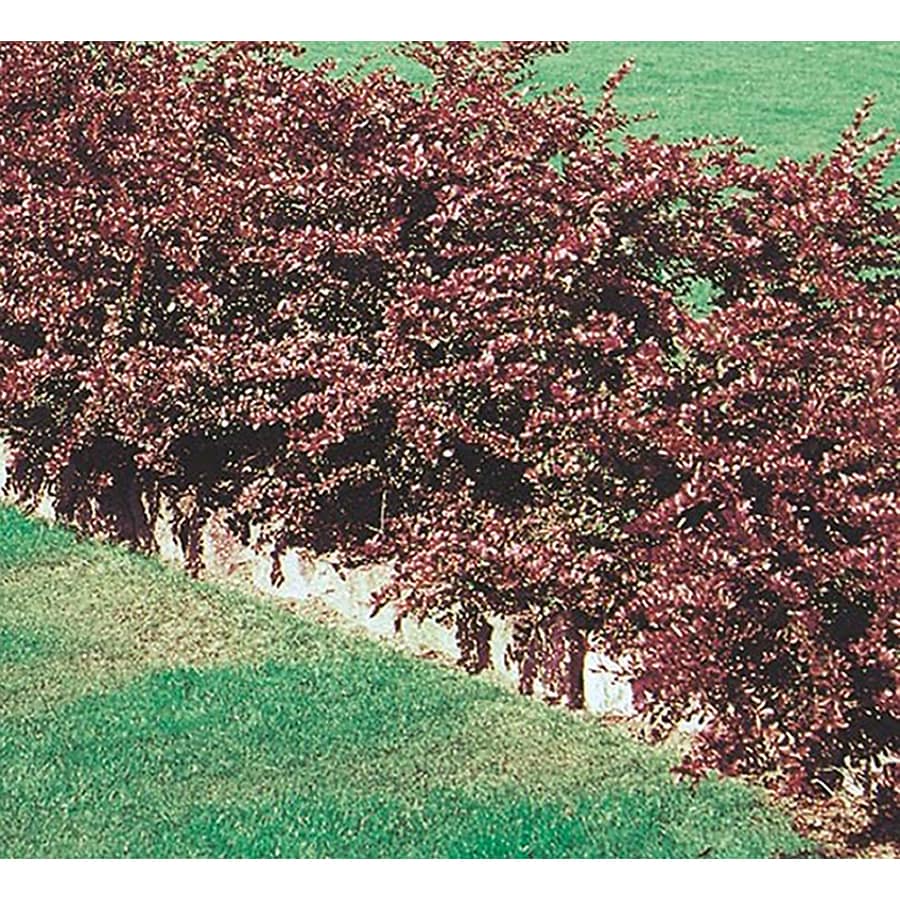 2.25-Gallon Red Leaf Barberry Accent Shrub (L7475) at Lowes.com