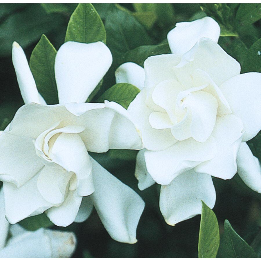 White Frost Proof Gardenia Flowering Shrub in Pot (With Soil) (Lw00231 ...