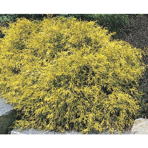 Golden Mop False Cypress Accent Shrub in Pot (With Soil) (L11481) in ...