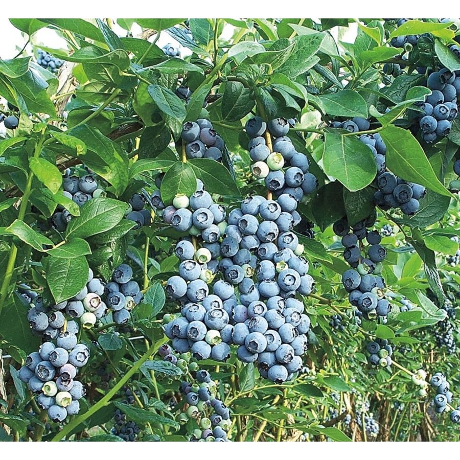 Monrovia 2.25-Gallon Vaccinium Corymbosum 'Th-682' Ppaf (L23286) at ...