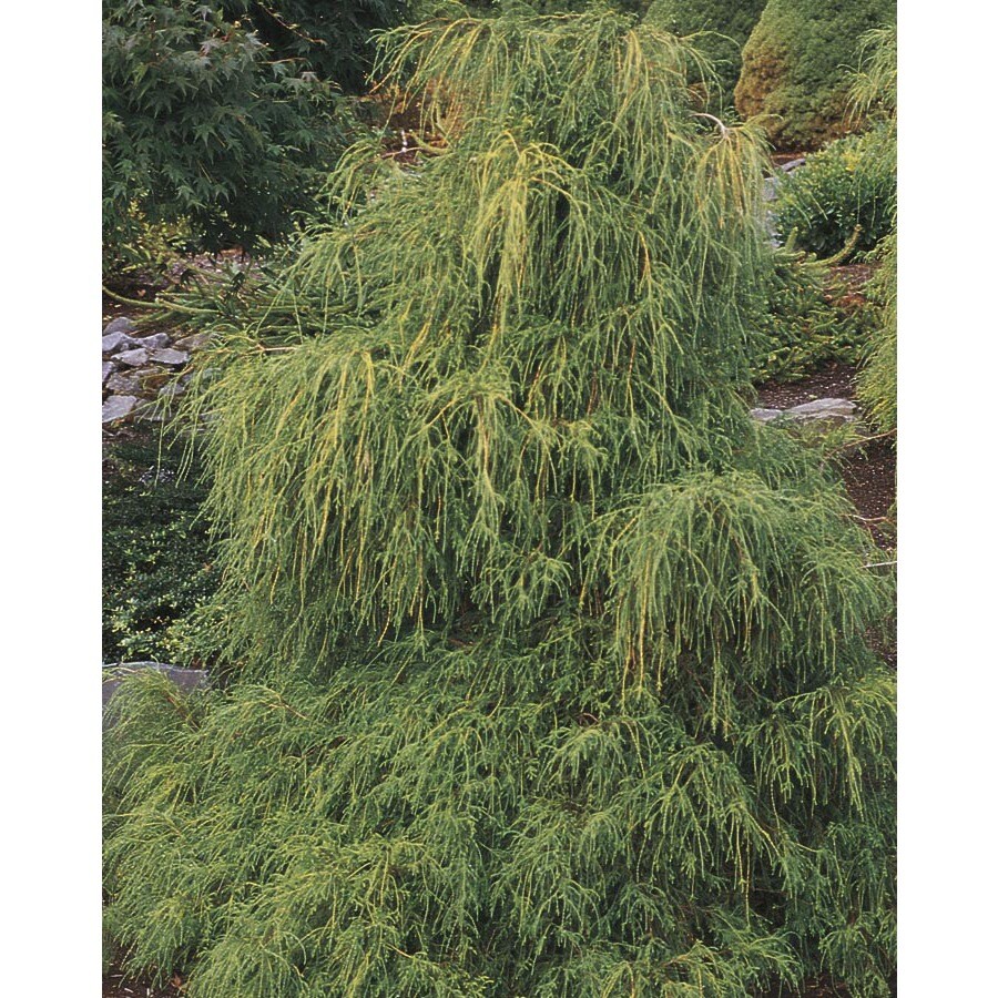 Lemon Thread False Cypress Accent Shrub in Pot (With Soil) (Lw00244) in ...