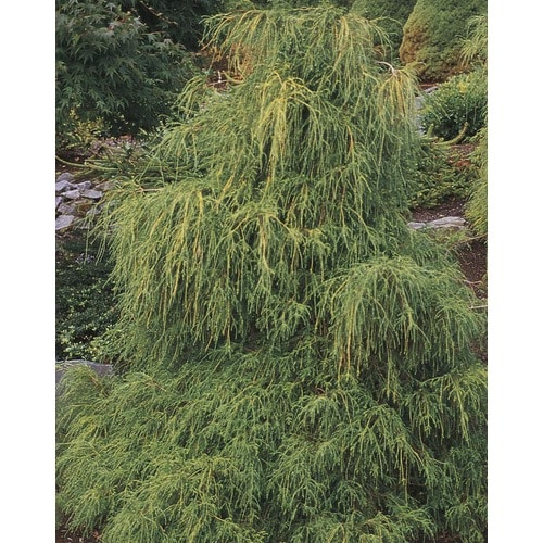 Lemon Thread False Cypress Accent Shrub in Pot (With Soil) (Lw00244) at ...