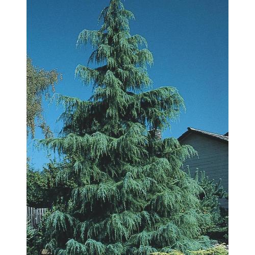 6-Gallon Deodar Cedar Feature Tree (L4674) at Lowes.com
