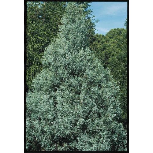 2.5-Quart Carolina Sapphire Cypress Screening Tree in Pot (L7632) in ...