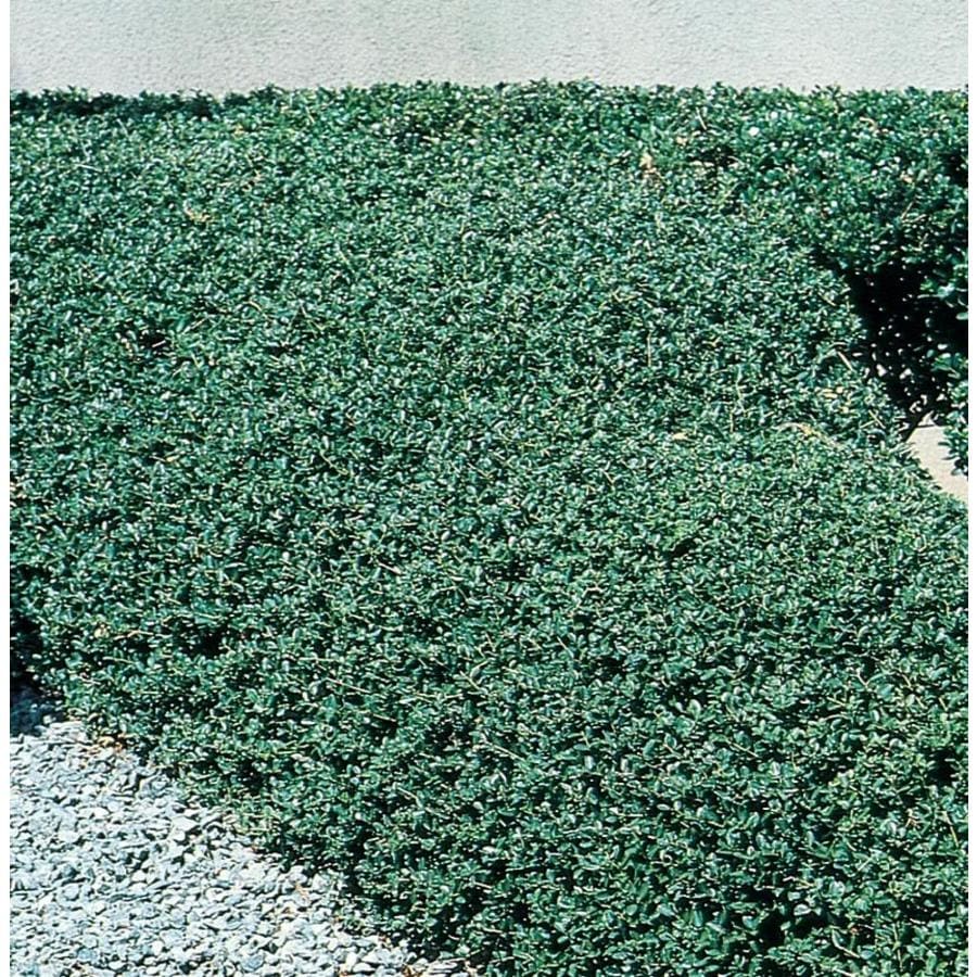 2.25-Gallon Green Beehive Japanese Holly Foundation/Hedge Shrub in Pot ...