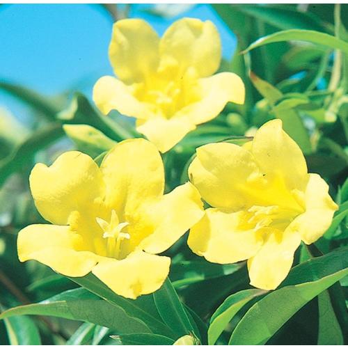 2-Gallon in Pot Swamp Jessamine (L8861) at Lowes.com