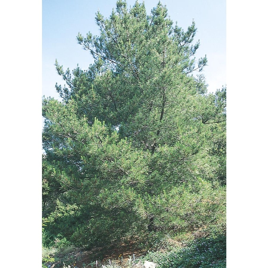 5.5-Gallon Monterey Pine Feature Tree (L5856) at Lowes.com