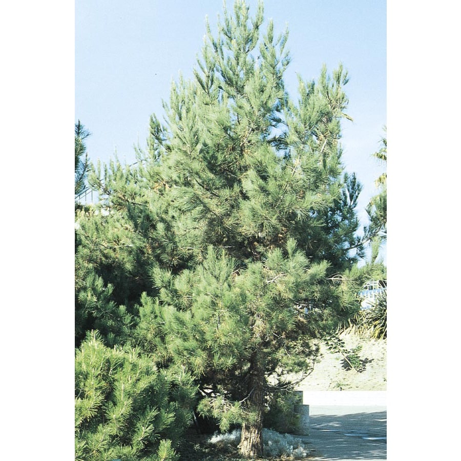10.25-Gallon Eldarica Pine Feature Tree (L5148) at Lowes.com