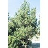 10.25-Gallon Eldarica Pine Feature Tree (L5148) at Lowes.com