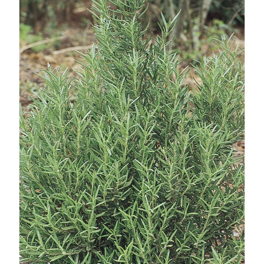 1.5-Gallon Blue Rosemary Pyramid (L7023) at Lowes.com