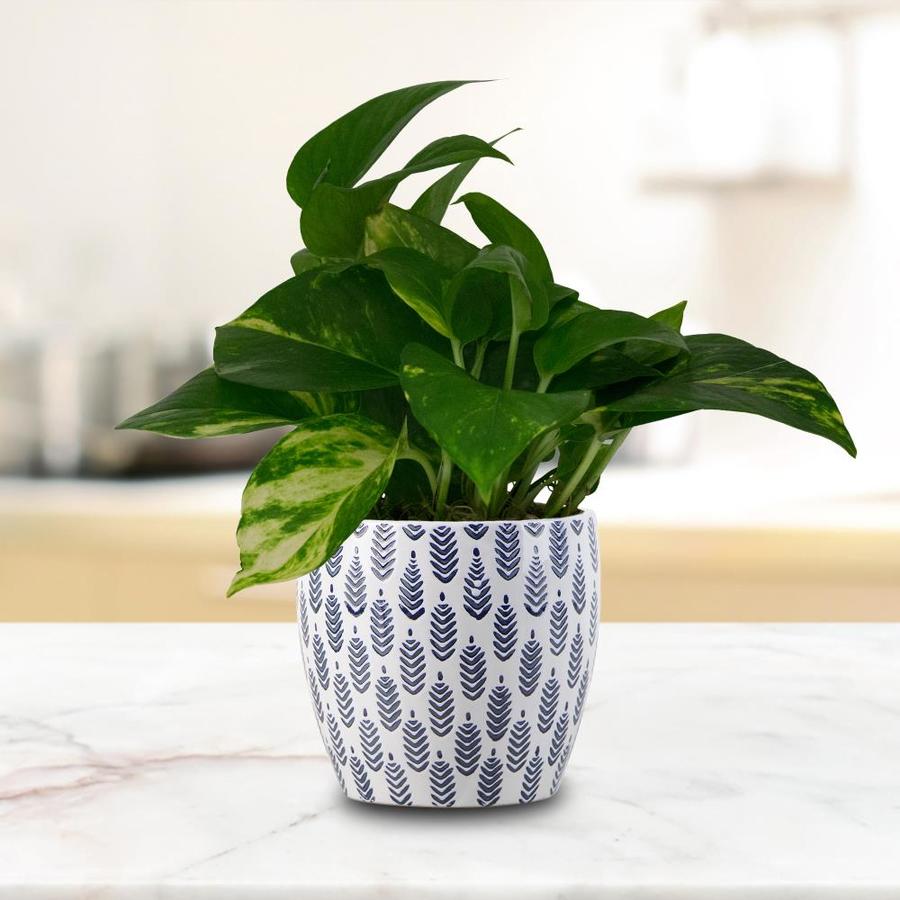 allen + roth 6.88-in W x 6.496-in H White and Navy Ceramic in the Pots ...