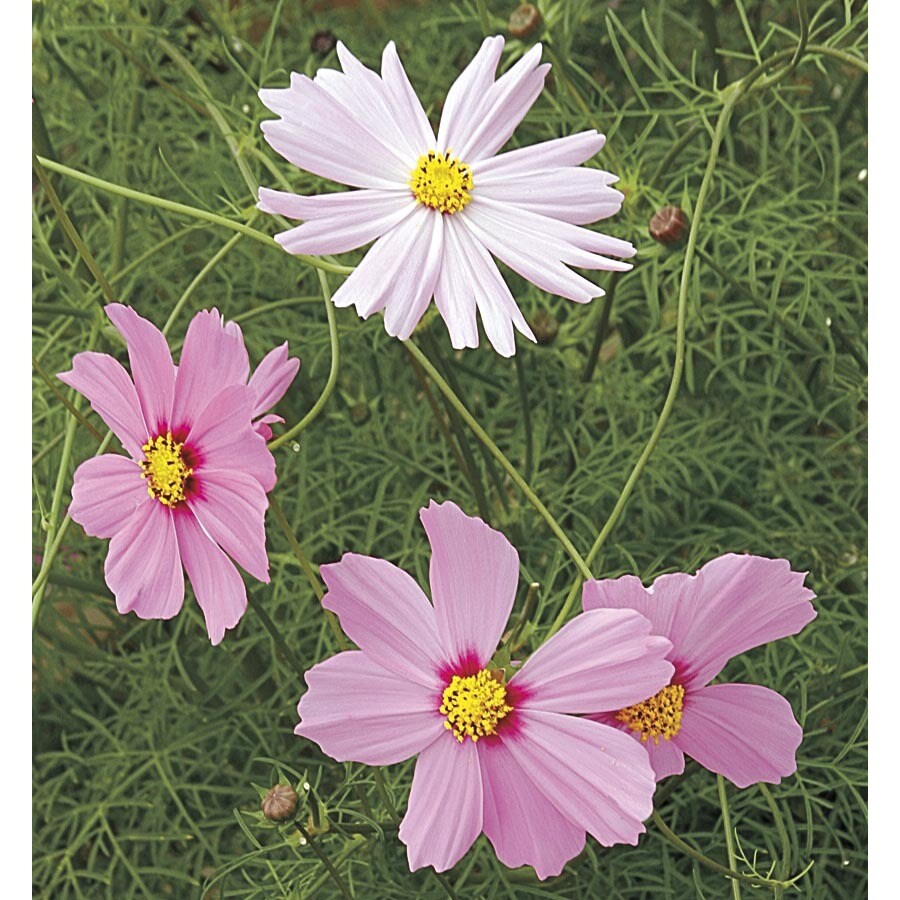 Burpee Pink Sensation Picotee Cosmos at Lowes.com