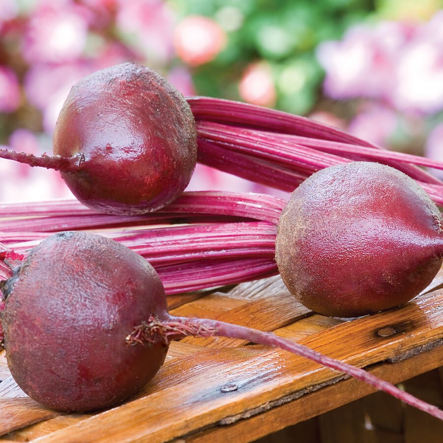 Burpee Iride Beet Seed Packet at Lowes.com