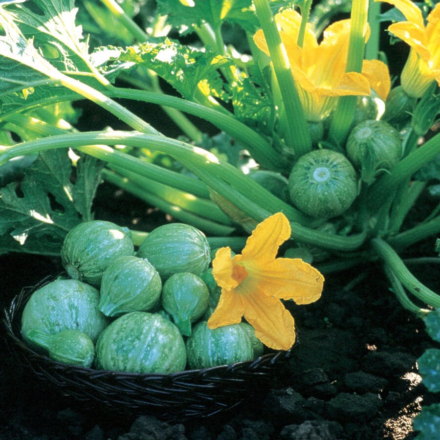 Burpee Squash Seeds at Lowes.com