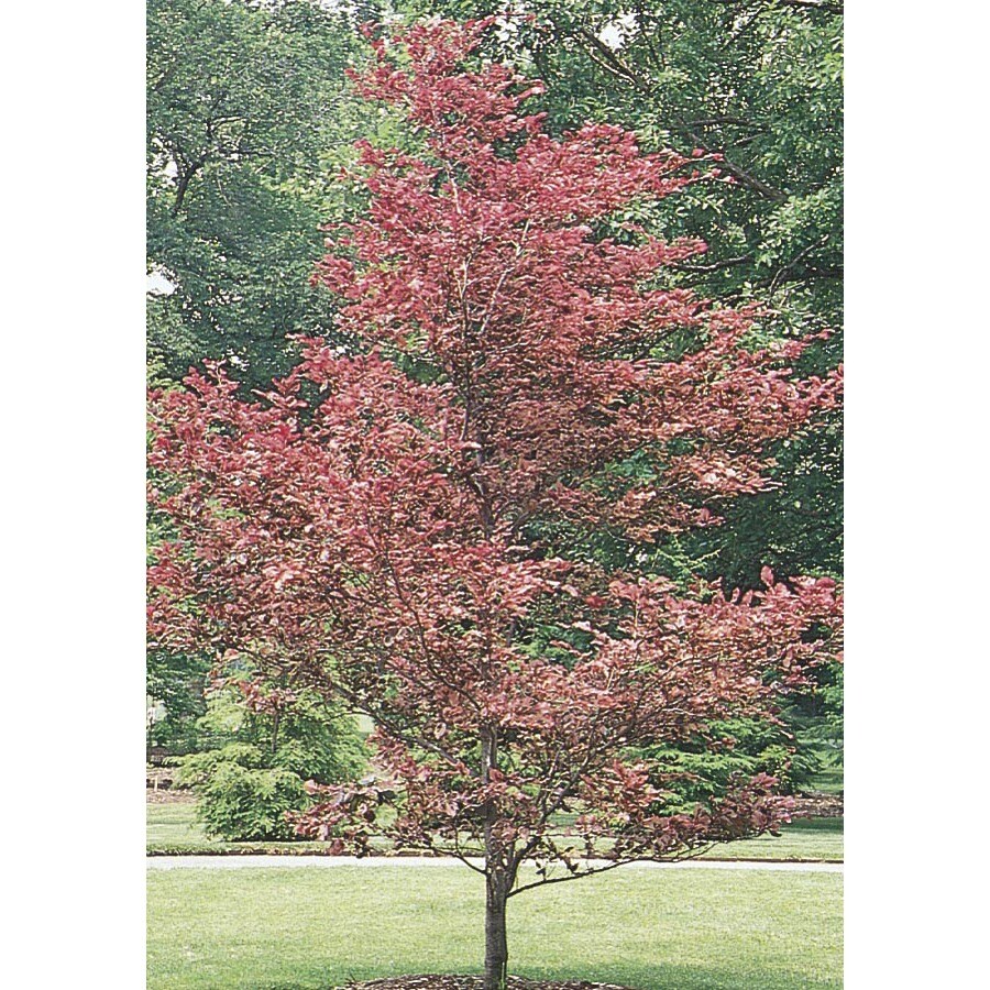 3.63-Gallon Tricolor Beech Feature Tree in Pot (With Soil) (L7232) in ...