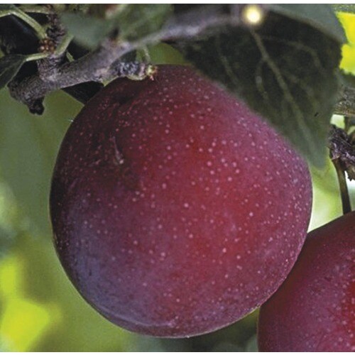 Prunus Domestica 'Supersweet' Tree (L24831) in the Fruit Plants ...