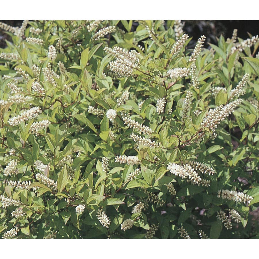 White Henry's Garnet Sweetspire Flowering Shrub in Pot (With Soil ...