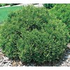 Hetz Midget Arborvitae Accent Shrub in Pot (With Soil) (L5389) at Lowes.com
