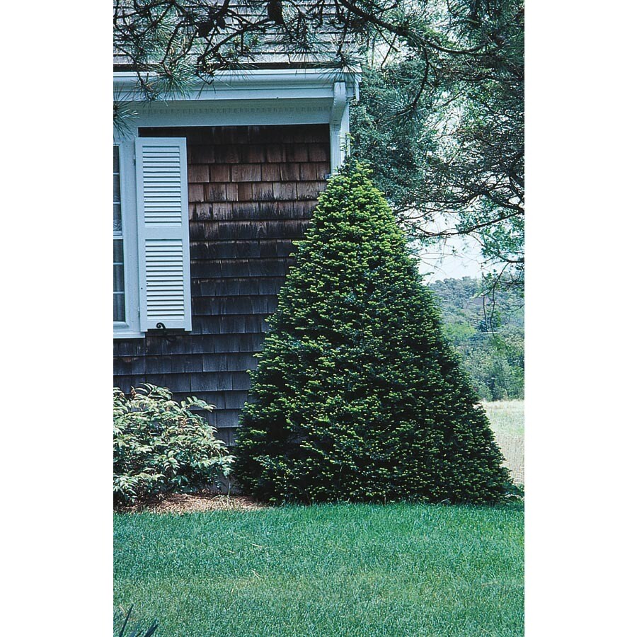 Capitata Yew Feature Shrub in Pot (With Soil) (L4607) at Lowes.com