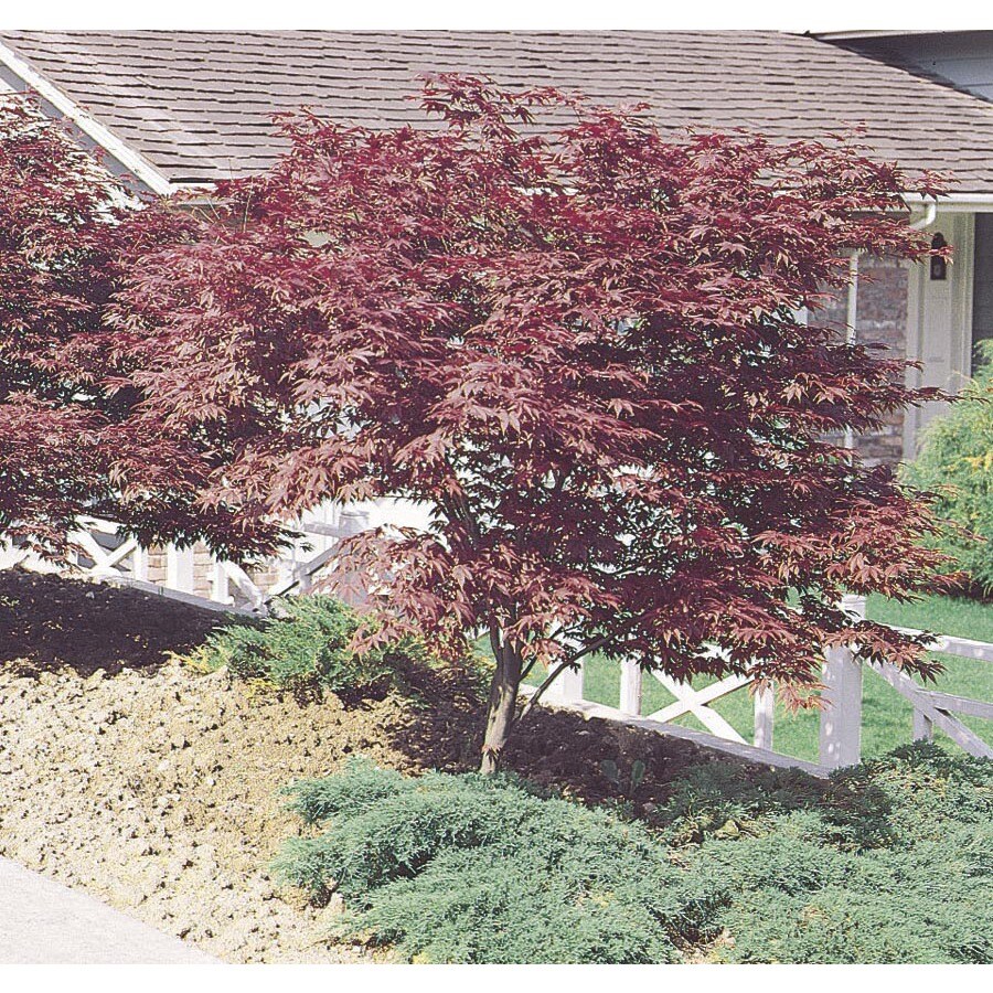 3.25-Gallon Red Japanese Maple Feature Tree (L3165) at Lowes.com 3.25-Gallon Red Japanese Maple Feature Tree (L3165) at Lowes.com