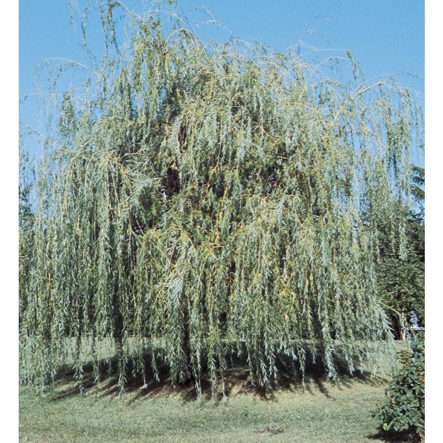 3.74-Gallon Niobe Weeping Willow Shade Tree in Pot (With Soil) (L4599 ...