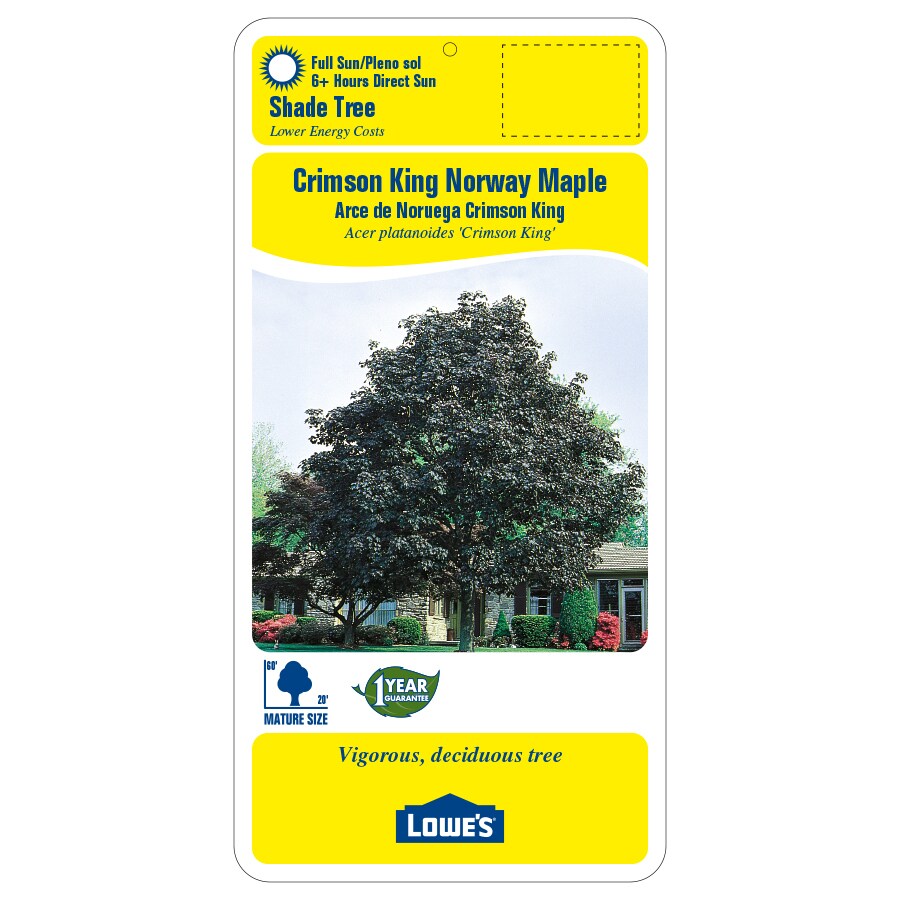 3.74 -Gallon Shade tree Crimson King Norway Maple In pot (with soil) in ...