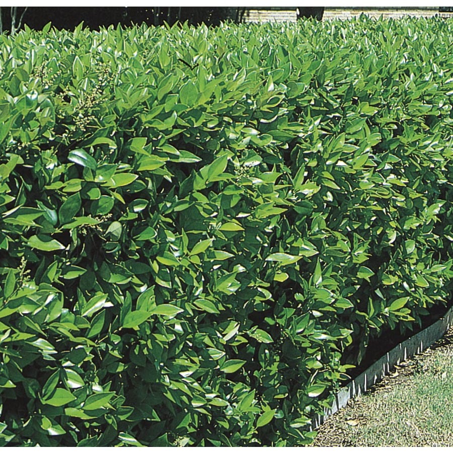 White Green Ligustrum Foundation/Hedge Shrub in Pot (With Soil) (L7467 ...