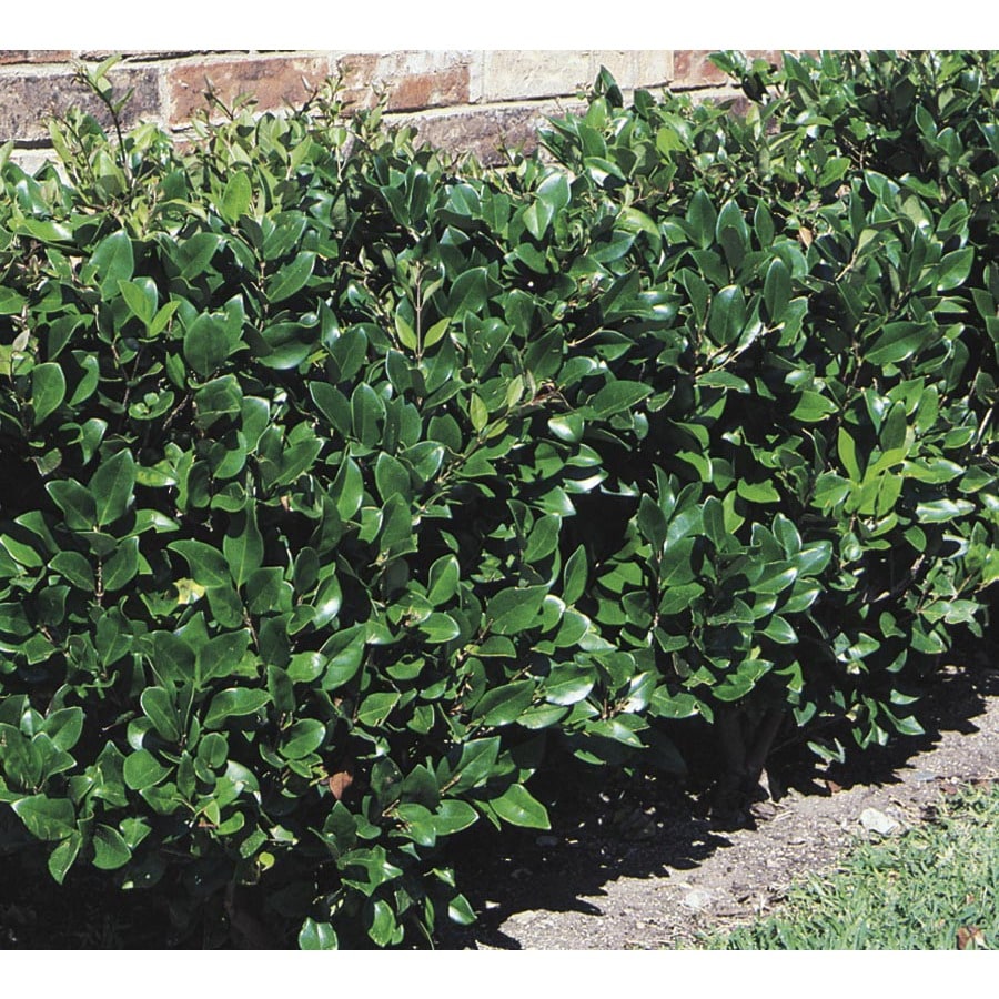 White Waxleaf Ligustrum Foundation/Hedge Shrub in Pot (With Soil ...