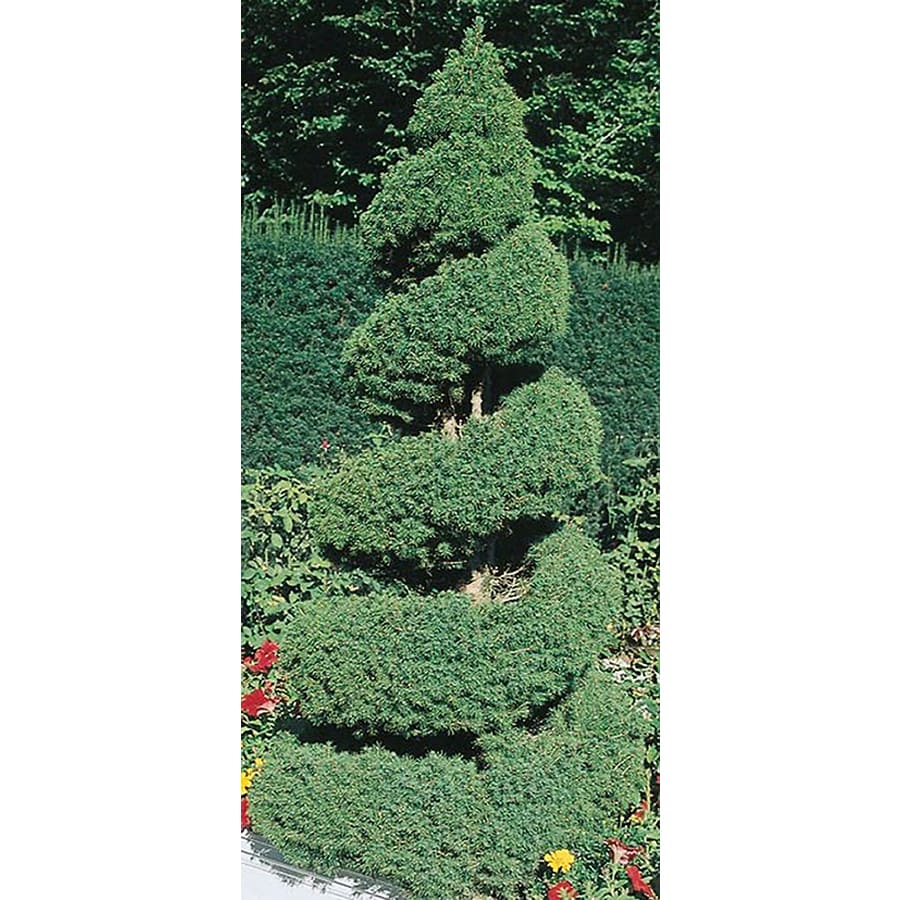 1.5-Gallon Spiral Dwarf Alberta Spruce Feature Tree (L7230) at Lowes.com