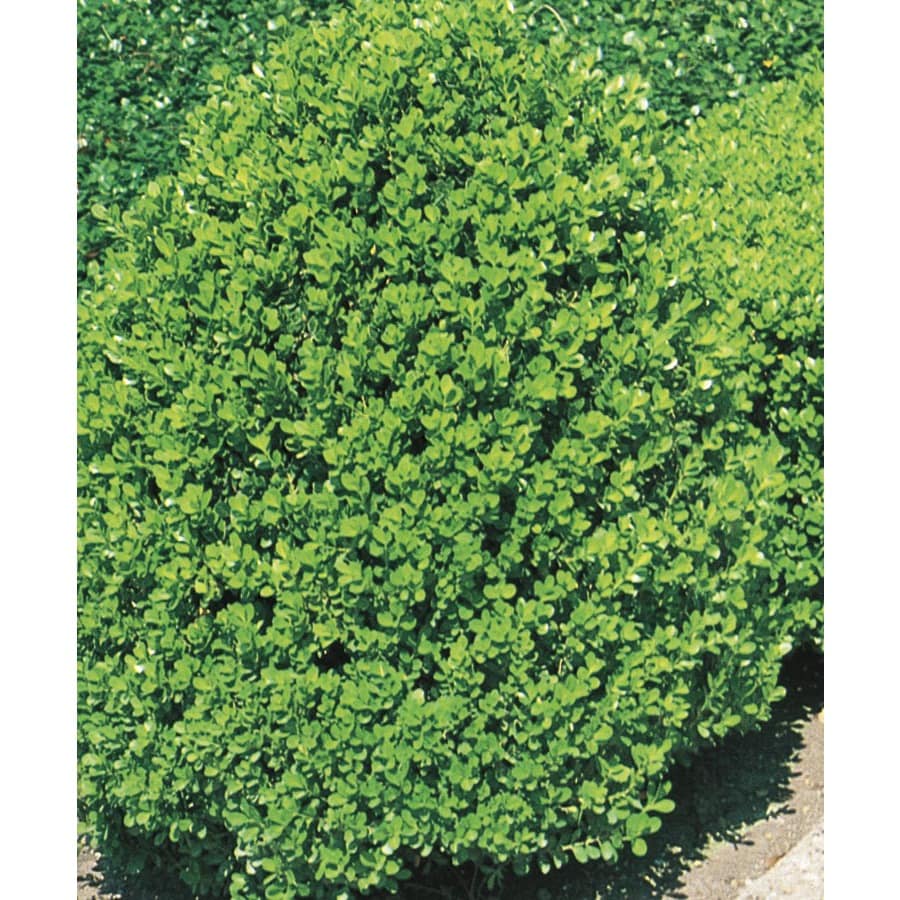 Wintergreen Boxwood Foundation/Hedge Shrub in Pot (With Soil) (L3448 ...