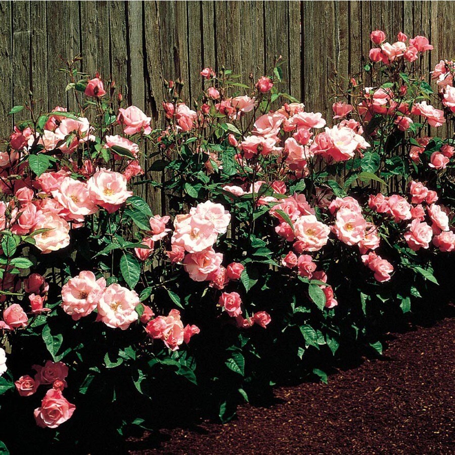 in Mixed Bud and Bloom Rose (L10150) in the Roses department at Lowes.com