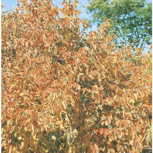 5-Gallon Red Hazelnut Shade Tree (L4902) at Lowes.com