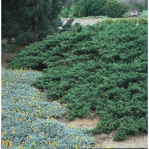 1.5-Gallon Parsoni Juniper (L9288) in the Shrubs department at Lowes.com