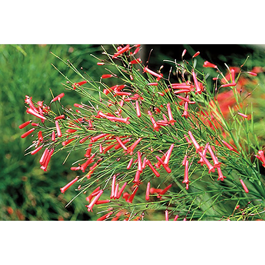2.25-Gallon in Pot Firecracker Plant (L9173) in the Tropical Plants ...