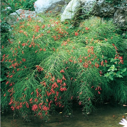 2.25-Gallon in Pot Firecracker Plant (L9173) in the Tropical Plants ...