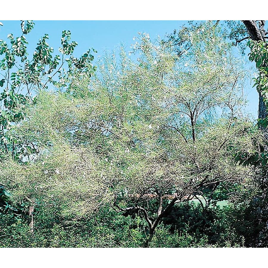 10.25-Gallon Purple Chitalpa Flowering Tree in Pot (With Soil) (L11705 ...