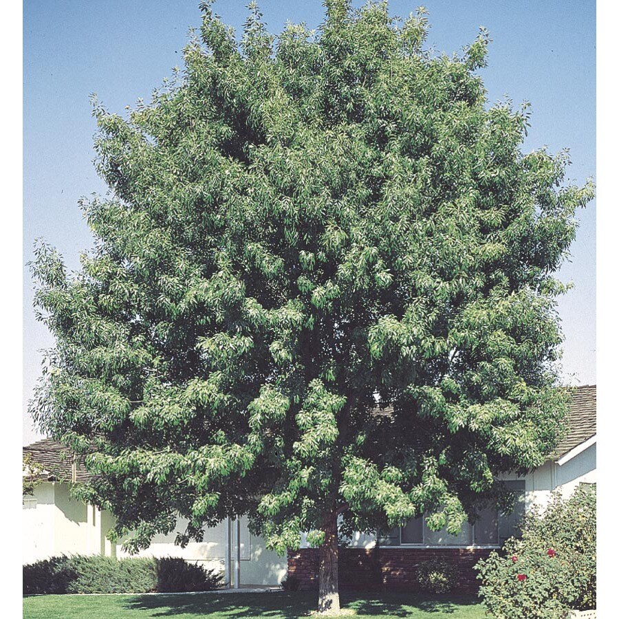 10.25-Gallon Modesto Ash Shade Tree (L6125) in the Trees department at ...