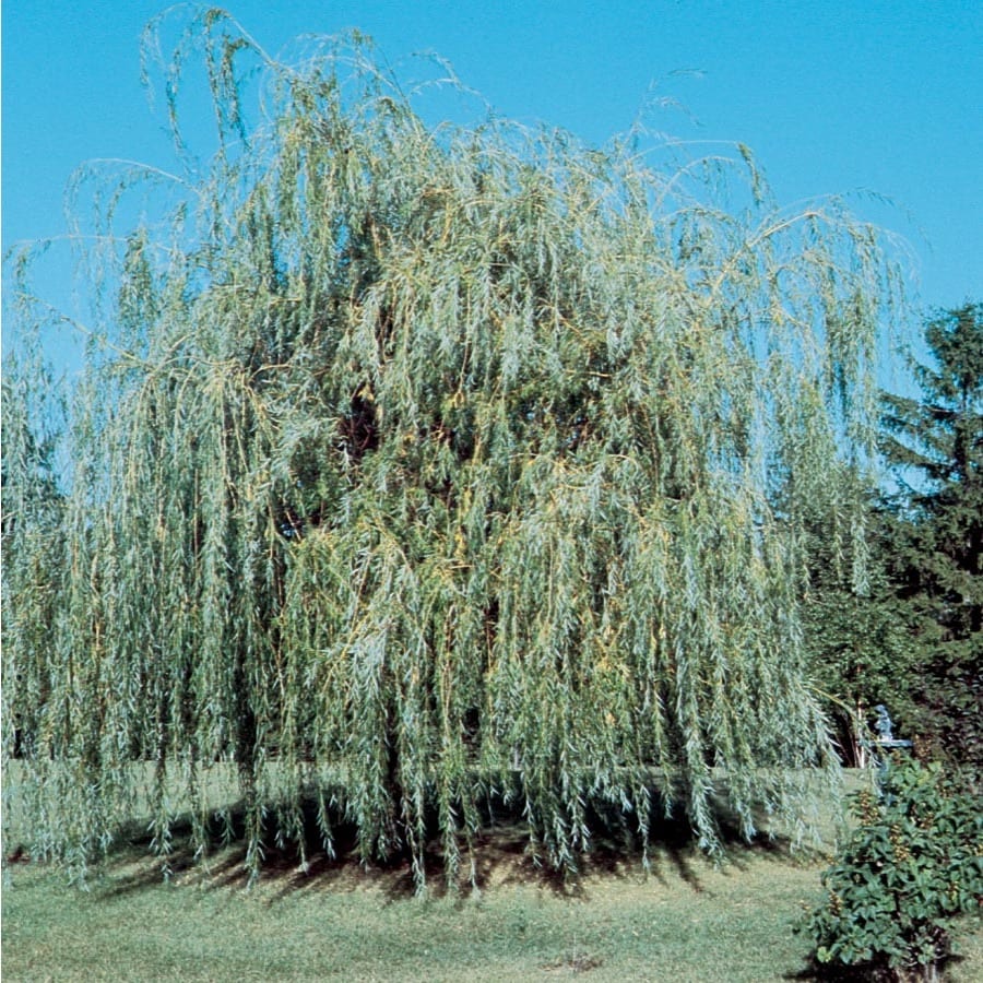 3.58-Gallon Yellow Golden Weeping Willow Shade Tree in Pot (With Soil ...
