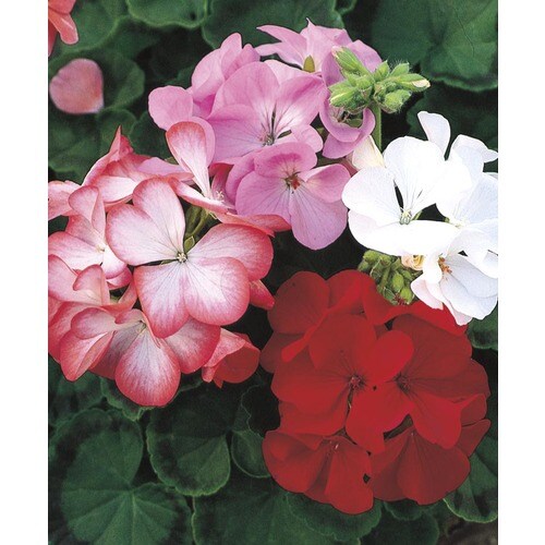 1-Quart Multicolor Zonal Geranium in Pot (L5737) at Lowes.com