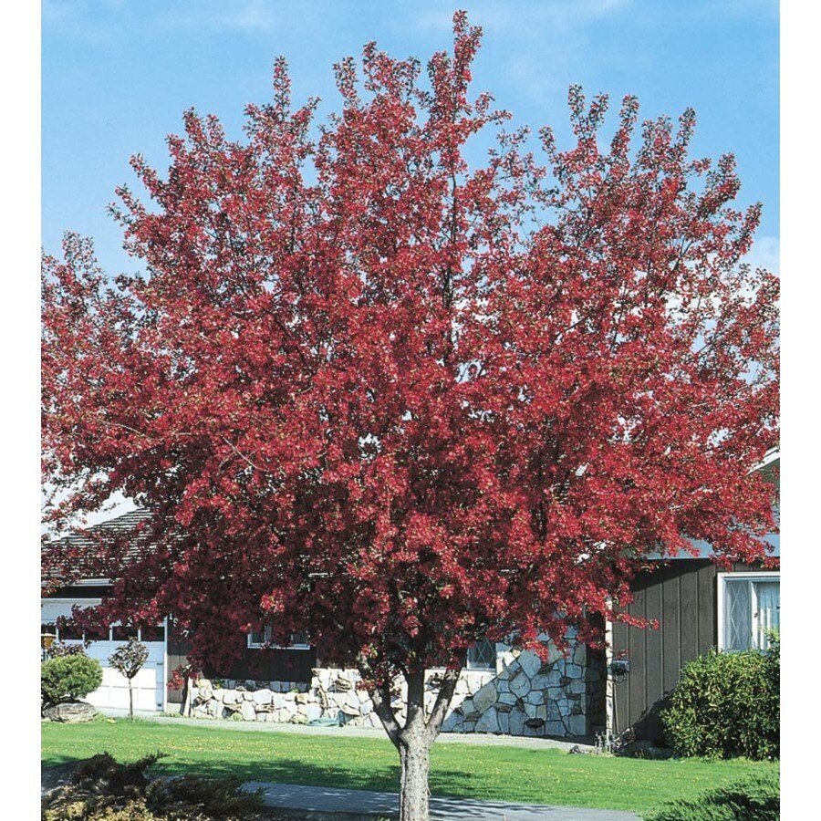 8.9-Gallon Red Prairifire Crabapple Flowering Tree in Pot (L1125) in ...