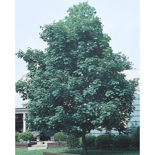 8.9-Gallon Yellow Emerald Queen Norway Maple Shade Tree in Pot (L1014 ...