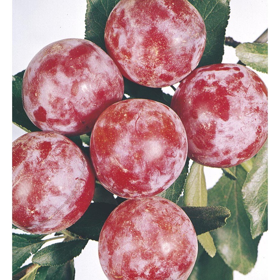 Prunus Salicina 'Santa Rosa' Ultra-dwarf Tree (L22681) at Lowes.com