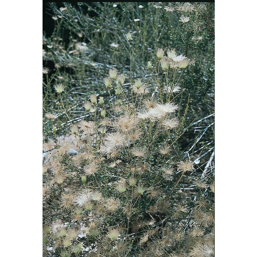 White Apache Plume Flowering Shrub in Pot (With Soil) (L6619) at Lowes.com