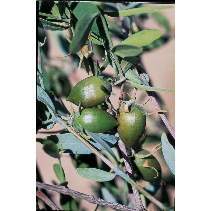 Yellow Jojoba Foundation/Hedge Shrub in Pot (With Soil) (L14944) at ...