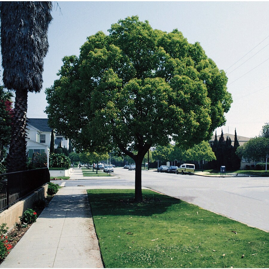 10.25-Gallon Yellow Camphor Tree in Pot (With Soil) (L9393) in the ...