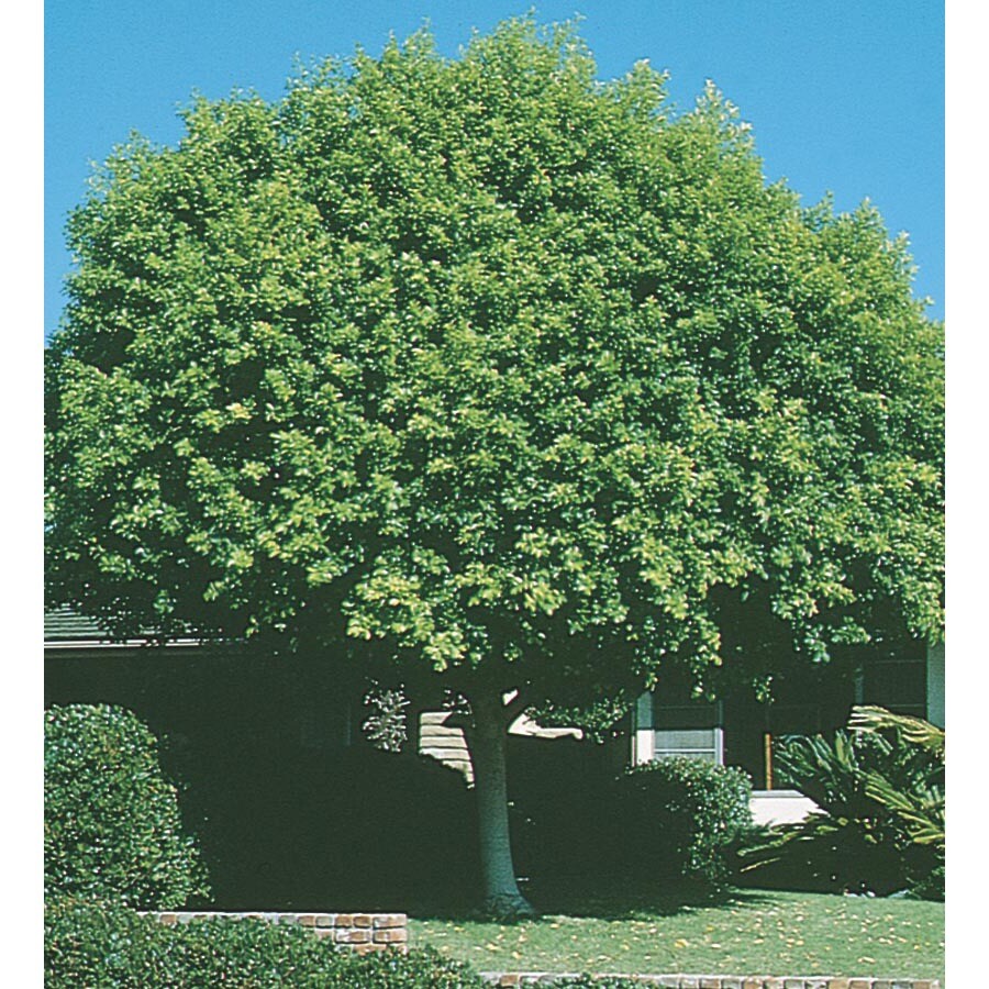 13-Gallon Indian Laurel Tree Feature Tree (L14192) at Lowes.com