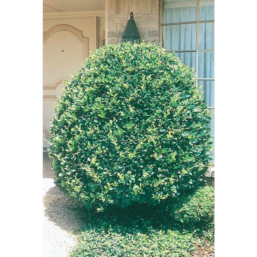 White Pyramid Waxleaf Ligustrum Feature Shrub in Pot (With Soil) (L7160 ...